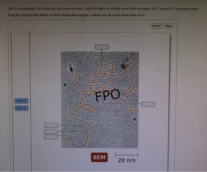 Solved Part A How does genotype determine phenotype? > View | Chegg.com