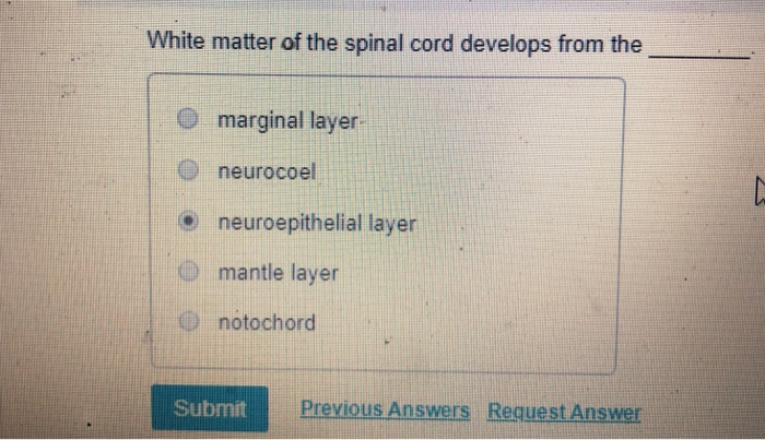 Solved White matter of the spinal cord develops from the O | Chegg.com