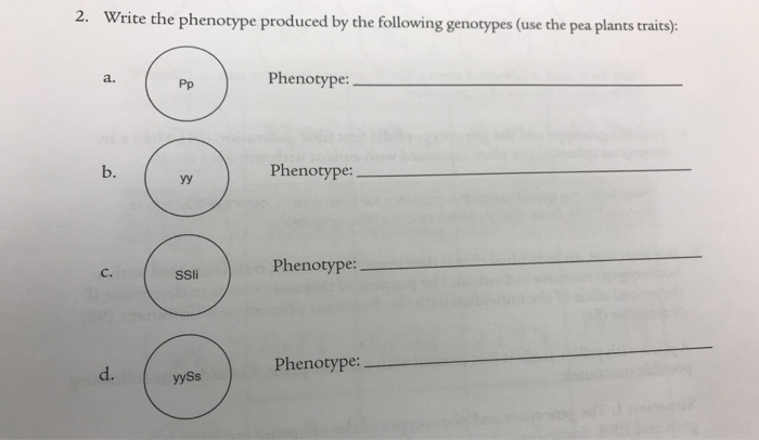 Solved 2. Write the phenotype produced by the following | Chegg.com