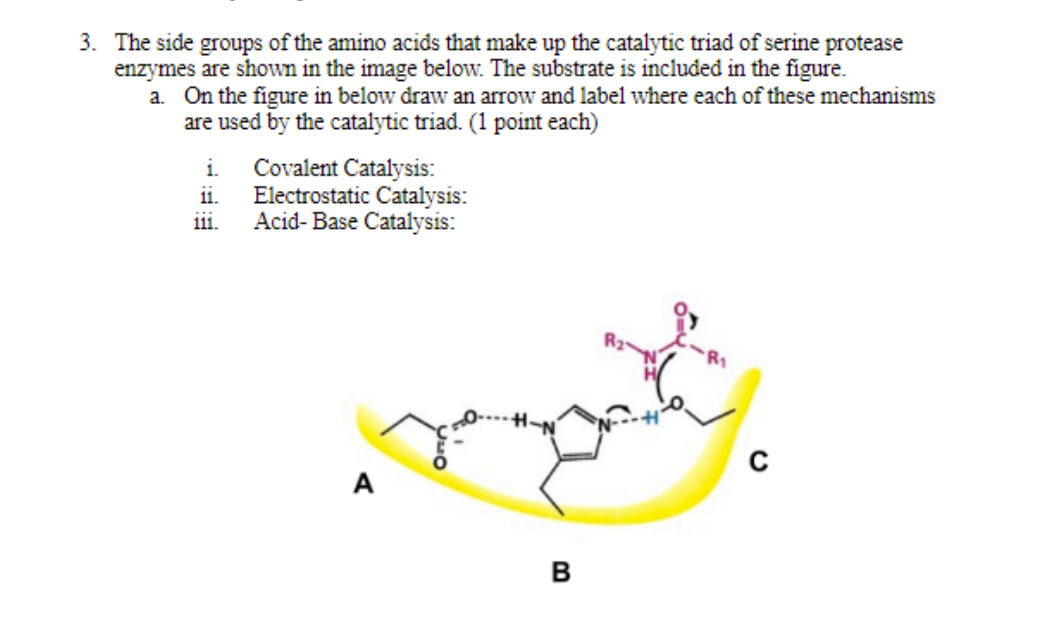 Solved 3. The side groups of the amino acids that make up | Chegg.com