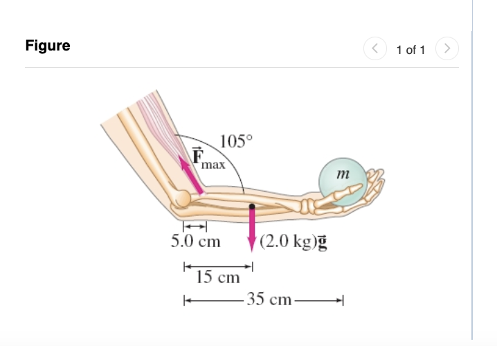 Solved The maximum mass m that a person can hold in a hand | Chegg.com