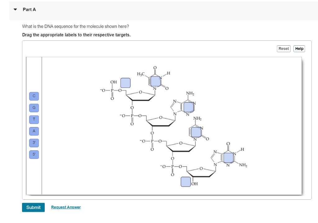 [Solved]: What is the DNA sequence for the molecule shown
