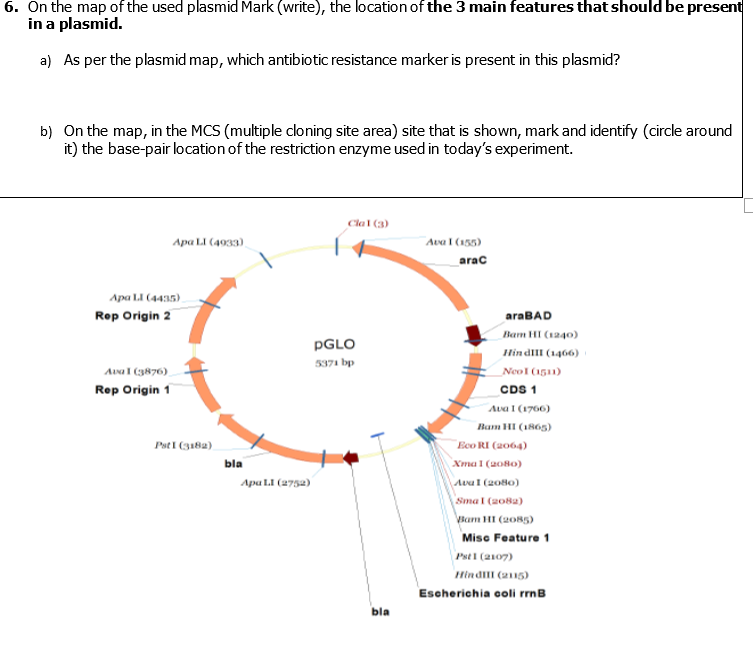 Solved 6. On the map of the used plasmid Mark (write), the | Chegg.com