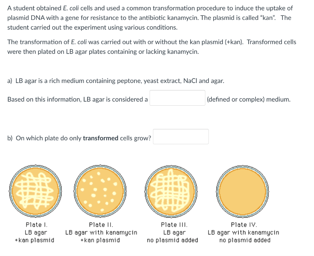 Solved A student obtained E. coli cells and used a common | Chegg.com