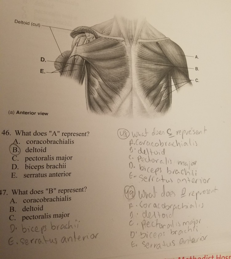 Solved Deltoid (cut)-- A. E. C. (a) Anterior view 46. What | Chegg.com