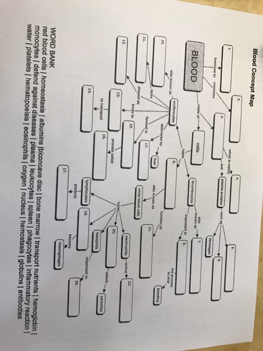 Solved WORD BANK red blood cells | homeostasis | albumins | Chegg.com