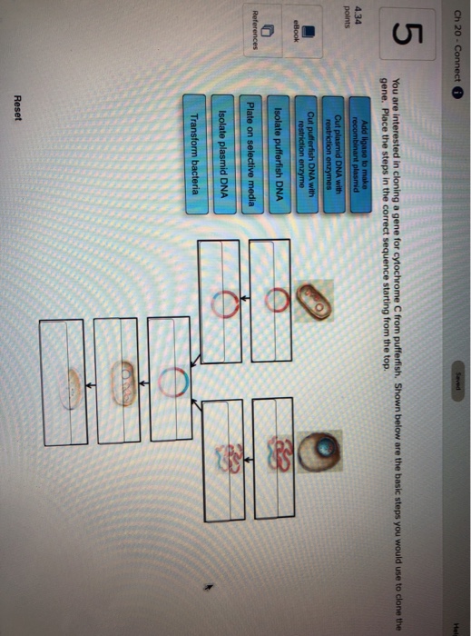 Solved Ch 20 -Connect 5 You are interested in cloning a gene | Chegg.com