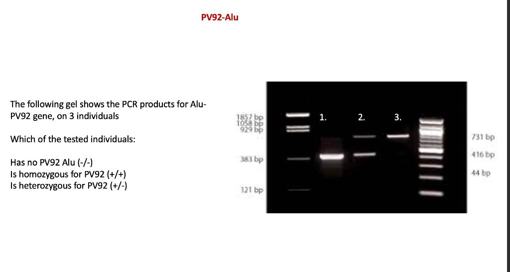 Solved The following gel shows the PCR products for AluPV92 | Chegg.com