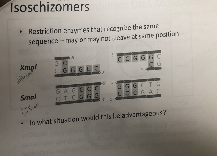 Solved Isoschizomers Restriction enzymes that recognize the | Chegg.com