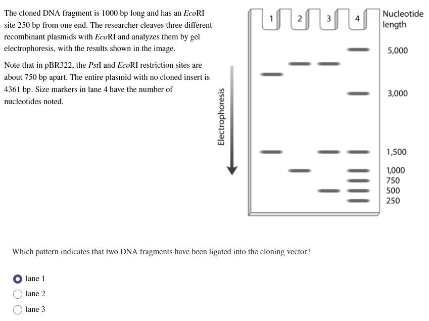 Solved EcoRI BamHI The restriction endonuclease Pstl cleaves | Chegg.com