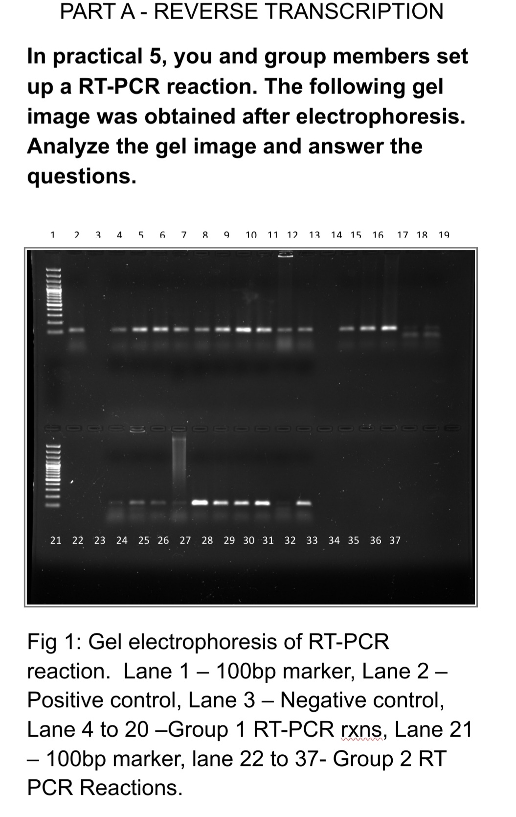 Solved PART A - REVERSE TRANSCRIPTION In practical 5, you | Chegg.com