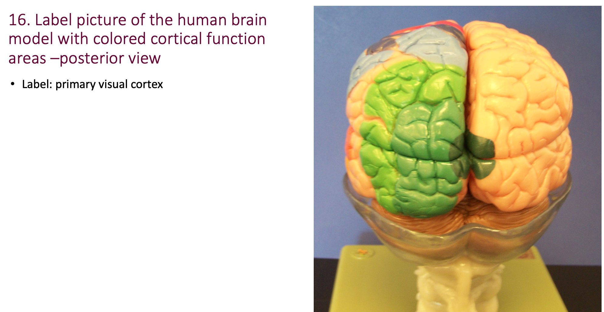 Solved 15. Label picture of the human brain model with | Chegg.com