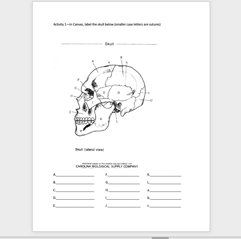 Solved Activity 1-In Canvas, label the skull below (smaller | Chegg.com