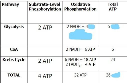 Solved Compute the number of ATPs produced by a carbohydrate | Chegg.com