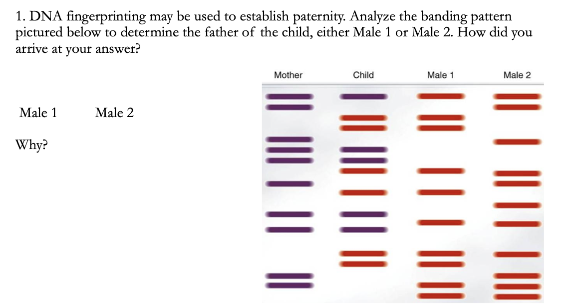 Solved 1. DNA fingerprinting may be used to establish | Chegg.com