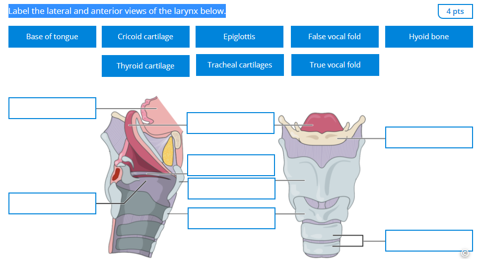 Solved Label the lateral and anterior views of the larynx | Chegg.com