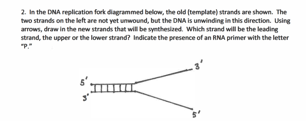 Solved 2. In the DNA replication fork diagrammed below, the | Chegg.com