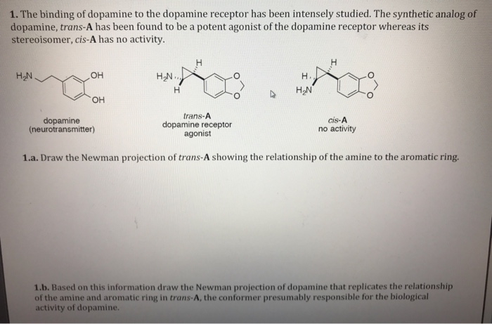 Solved 1. The binding of dopamine to the dopamine receptor | Chegg.com
