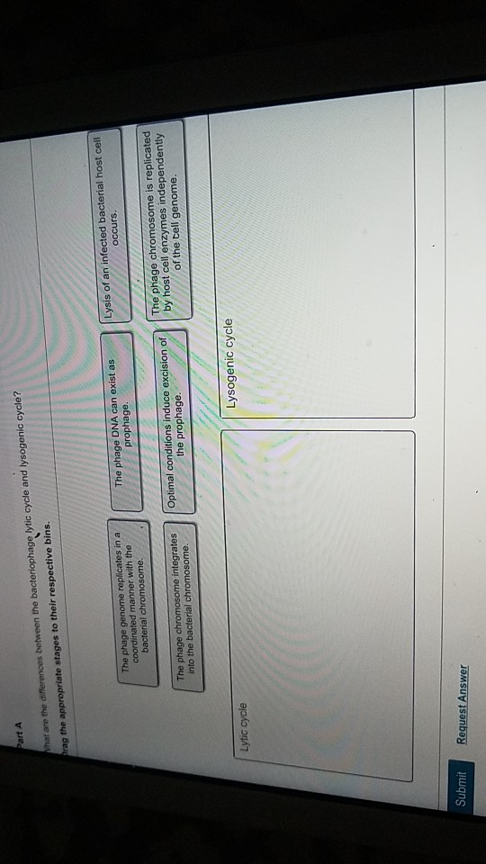 Solved are the differences between the bacteriophage lytic | Chegg.com