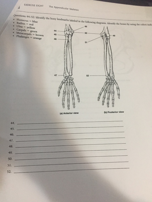 Solved EXERCISE EIGHT The Appendicular Skeleton Questions | Chegg.com