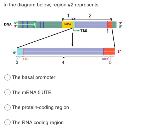Solved In the diagram below, region #2 represents 2 DNA | Chegg.com