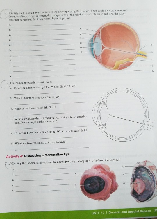 Solved 2. Identify each labeled eye structure in the | Chegg.com