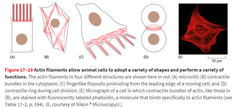 Solved 1. What are the functions of actin filaments and what | Chegg.com