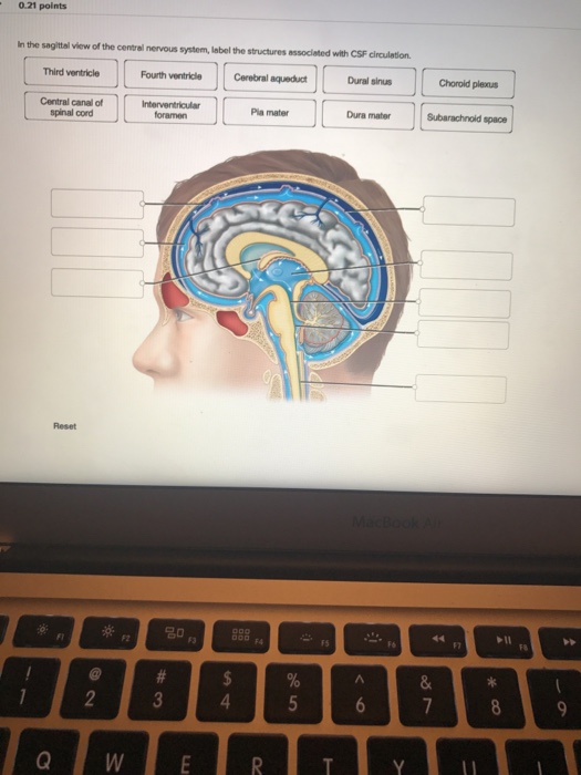Solved In the sagittal view of the central nervous system, | Chegg.com
