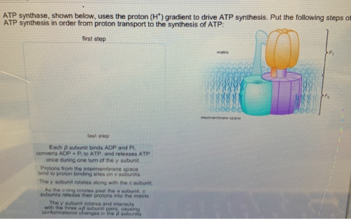 Solved ATP synthase, shown below, uses the proton (H') | Chegg.com