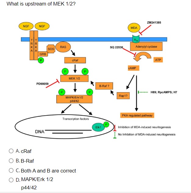 Solved What is upstream of MEK 1/2 ? A. cRaf B. B-Raf C. | Chegg.com