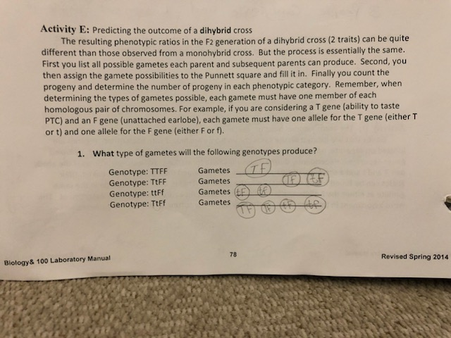 Solved Activity E: Predicting the outcome of a dihybrid | Chegg.com