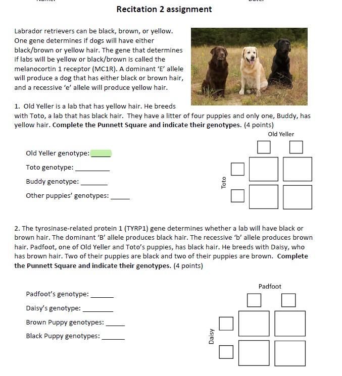 Solved Recitation 2 assignment Labrador retrievers can be | Chegg.com