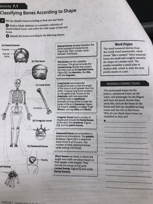 Solved Activity 7 1 Classifying Bones According To Shape We