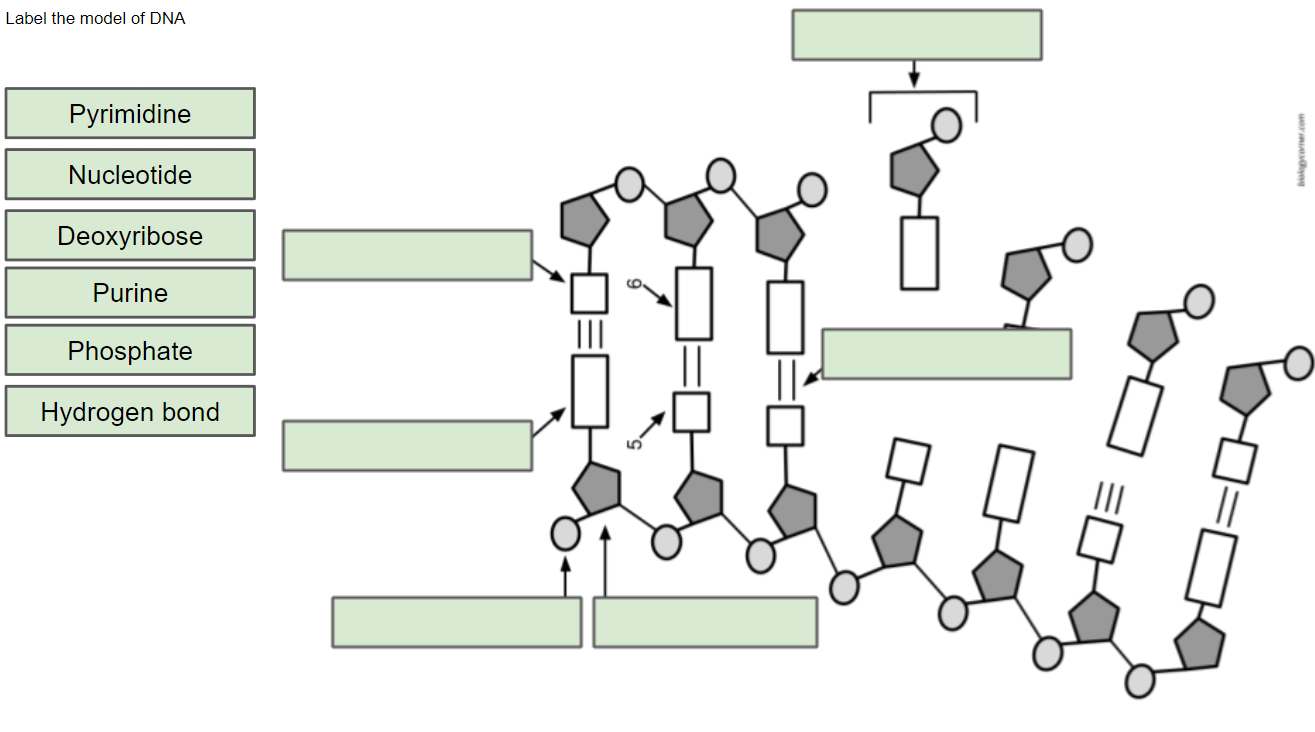 Solved Label the model of DNA \begin{tabular}{|c|} \hline | Chegg.com