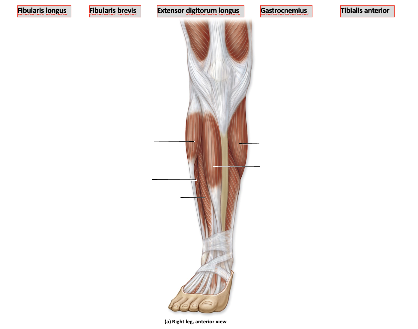 Solved Fibularis longus Fibularis brevis Tibialis anterior | Chegg.com