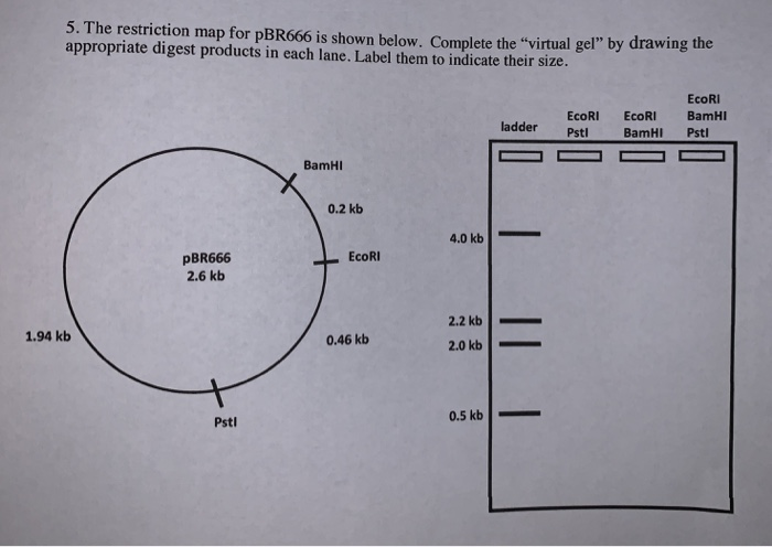 Solved 5. The restriction map for pBR666 is shown below. | Chegg.com