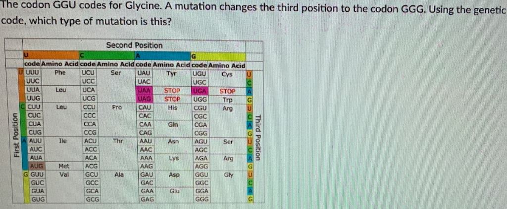 Solved The codon GGU codes for Glycine. A mutation changes | Chegg.com