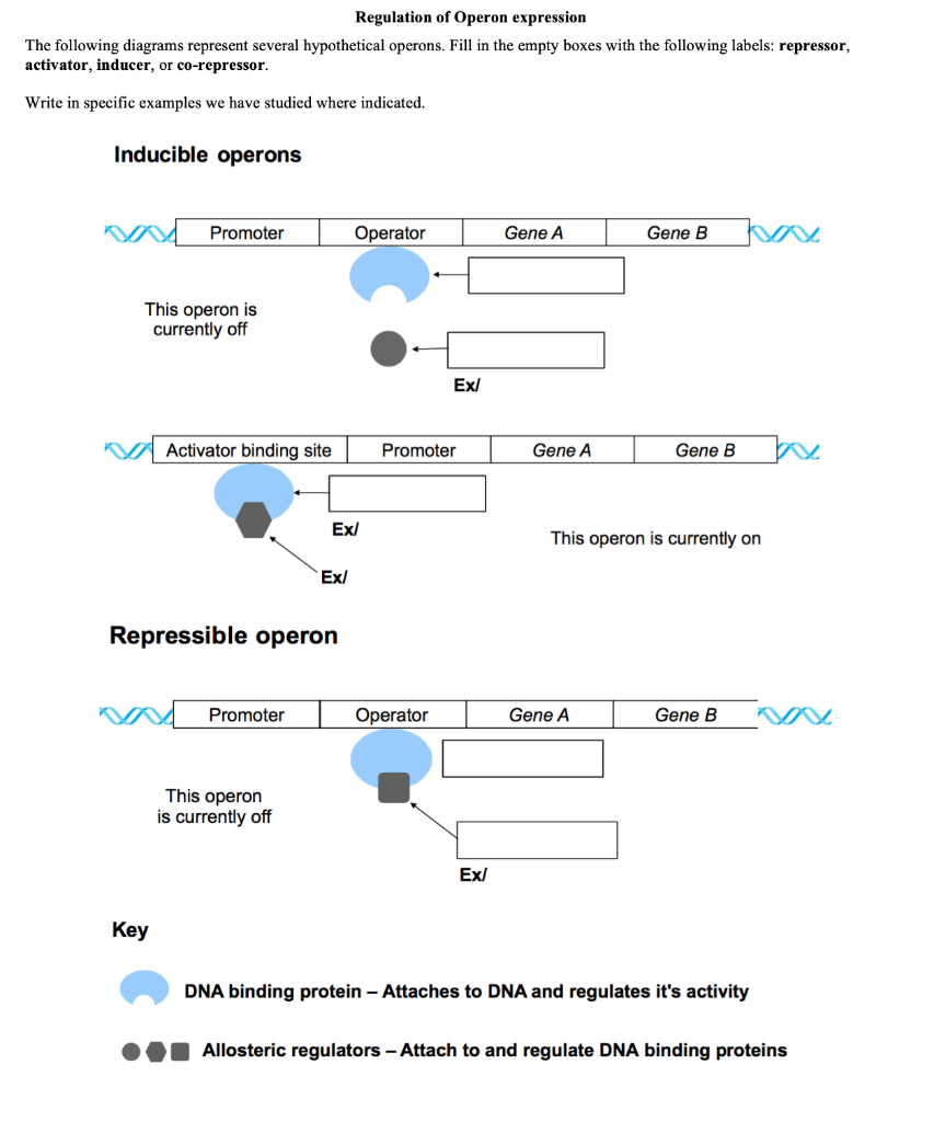 Solved Regulation of Operon expression The following | Chegg.com