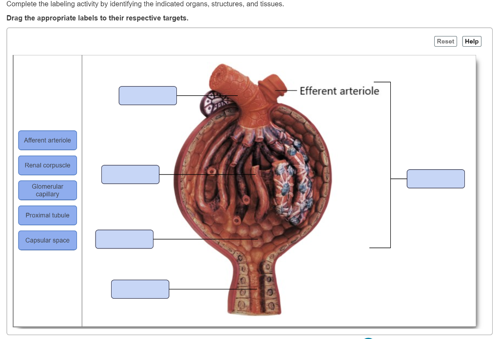 Solved Complete the labeling activity by identifying the | Chegg.com