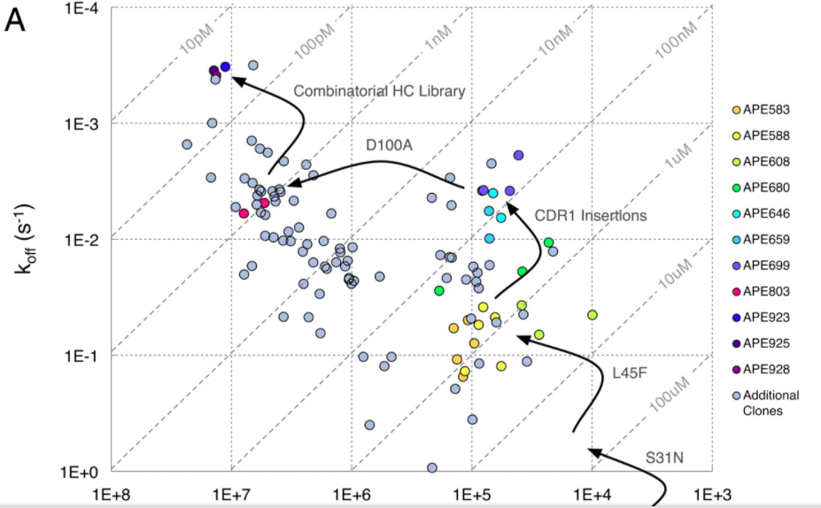 Solved The figure below depicts the affinity maturation of | Chegg.com
