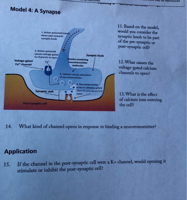 Solved Model 4: A Synapse 11. Based on the model, would you | Chegg.com