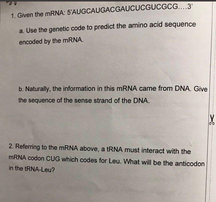 Solved 1. Given the mRNA: 5'AUGCAUGACGAUCUCGUCGCG...3' a. | Chegg.com