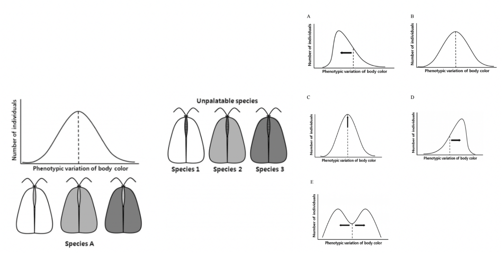 Solved As seen in the left-hand graph (below), a population | Chegg.com