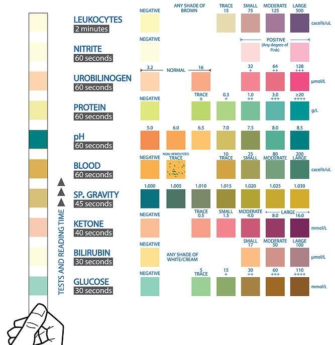 Solved Based on your patient's urinalysis results, what | Chegg.com