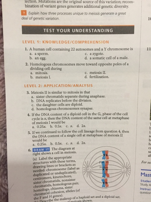 Solved A human cell containing 22 autosomes and a Y | Chegg.com