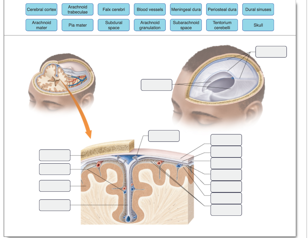 Trabeculae Arachnoid
