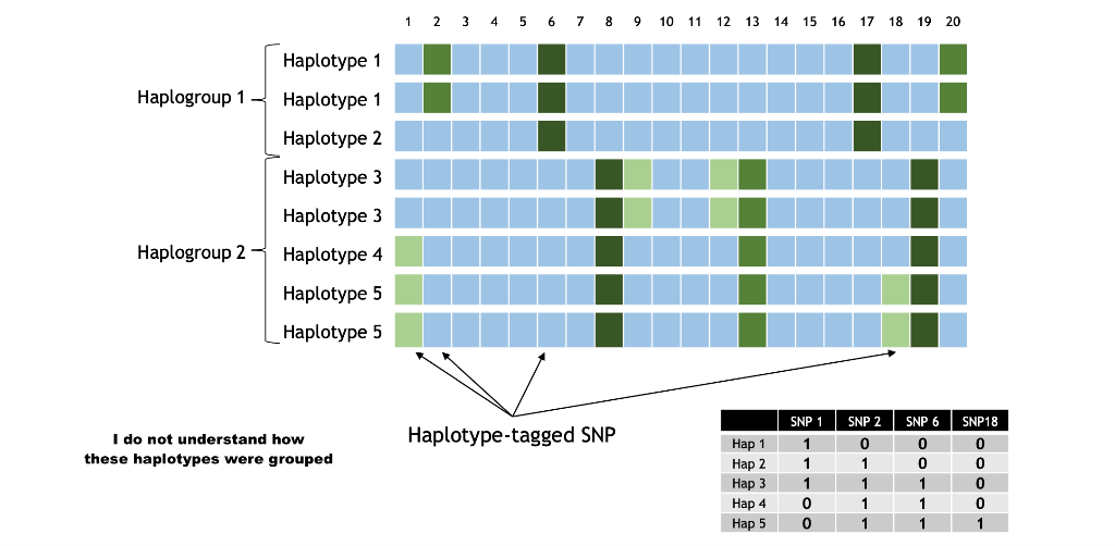 Solved How were the haplotype tagged SNPs and grouping | Chegg.com
