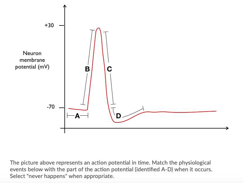 Solved +30 Neuron membrane potential (mv) B с -70 FA D The | Chegg.com