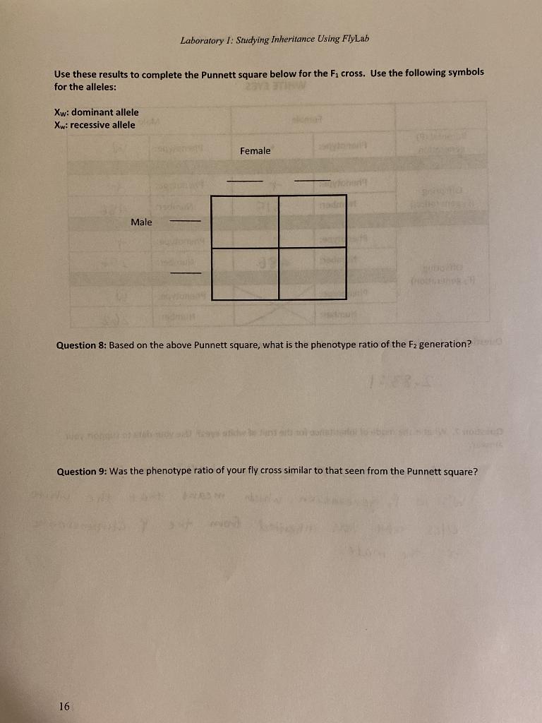 Solved Laboratory 1. Studying Inheritance Using FlyLab WHITE | Chegg.com