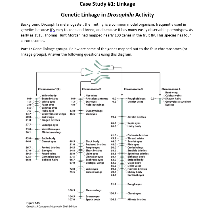 Simple Fruit Fly Gene Map